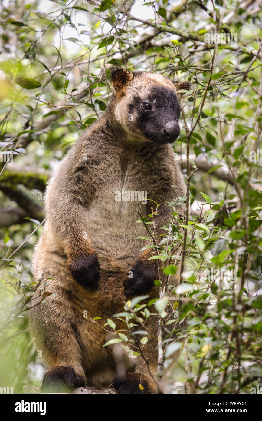 Very rare Lumholtz tree kangaroo climbing up a tree in the rainforest ...