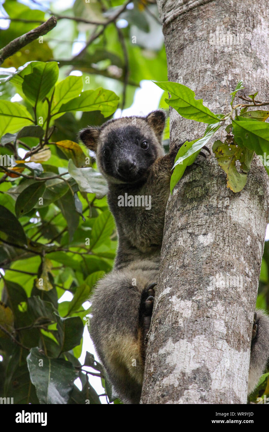 Very rare Lumholtz tree kangaroo climbing up a tree in the rainforest ...
