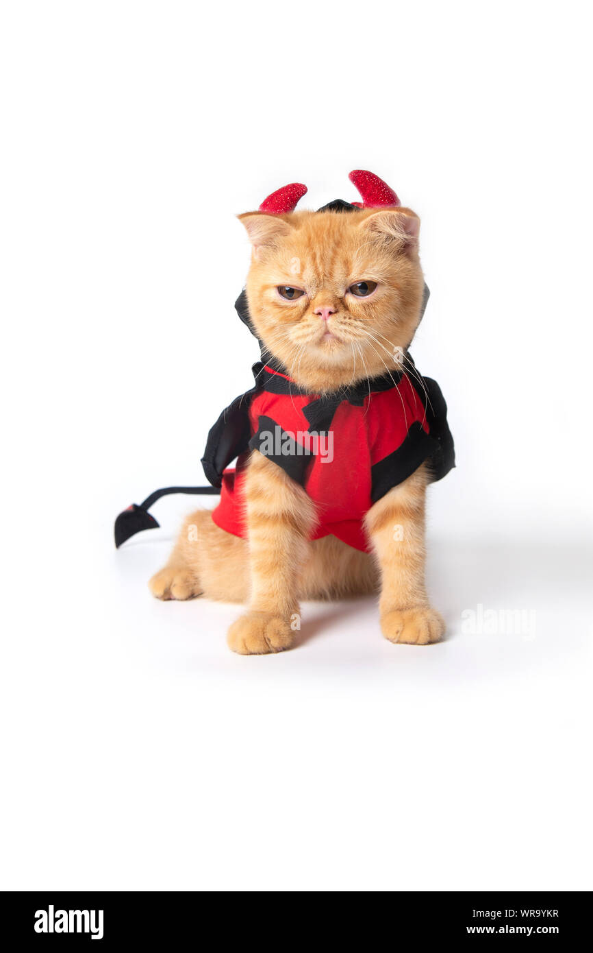 Devil Cat Costume