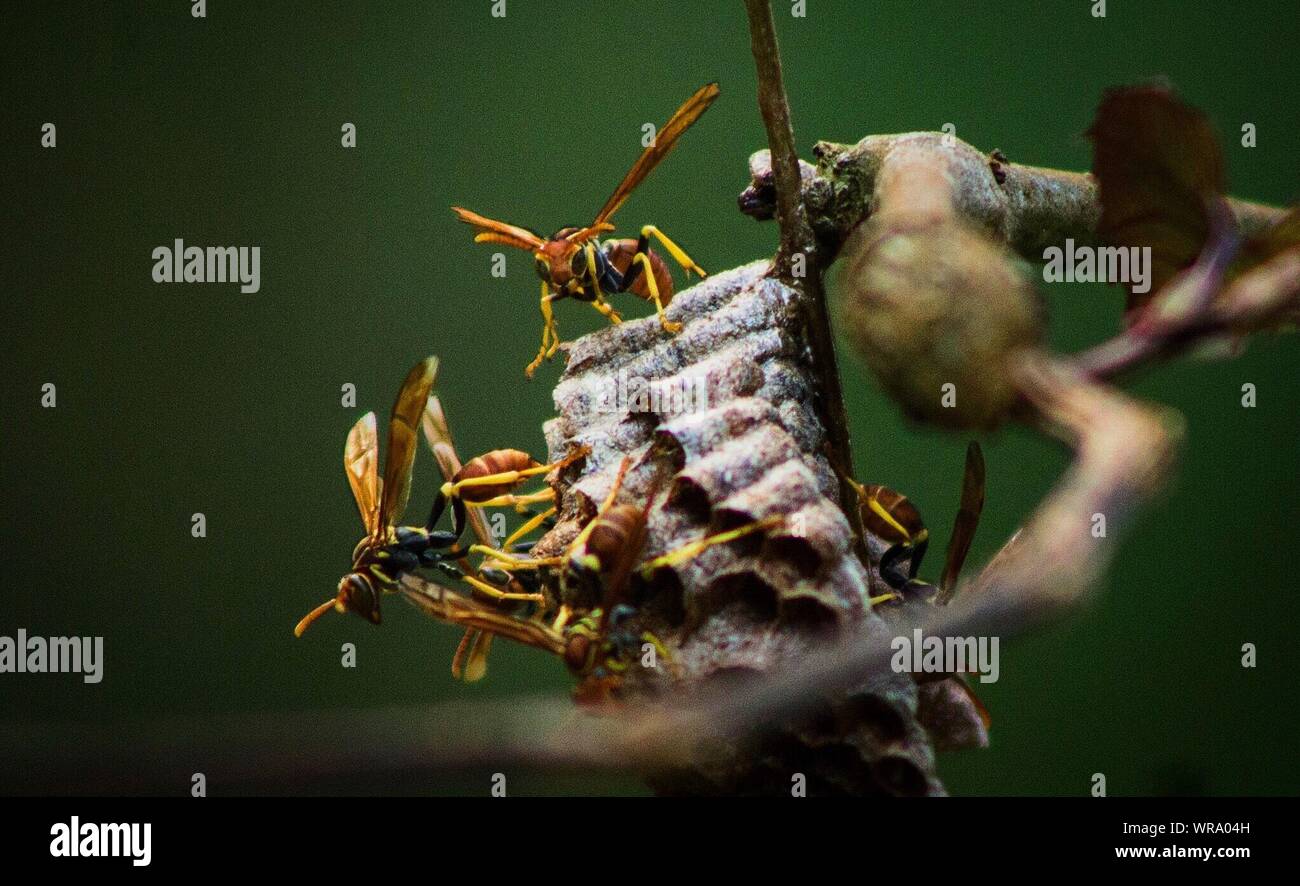 Insects up close hi-res stock photography and images - Alamy