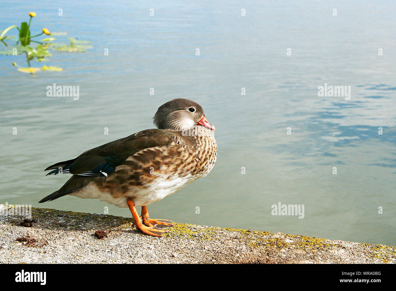 Lakeshore mallard duck hi-res stock photography and images - Alamy