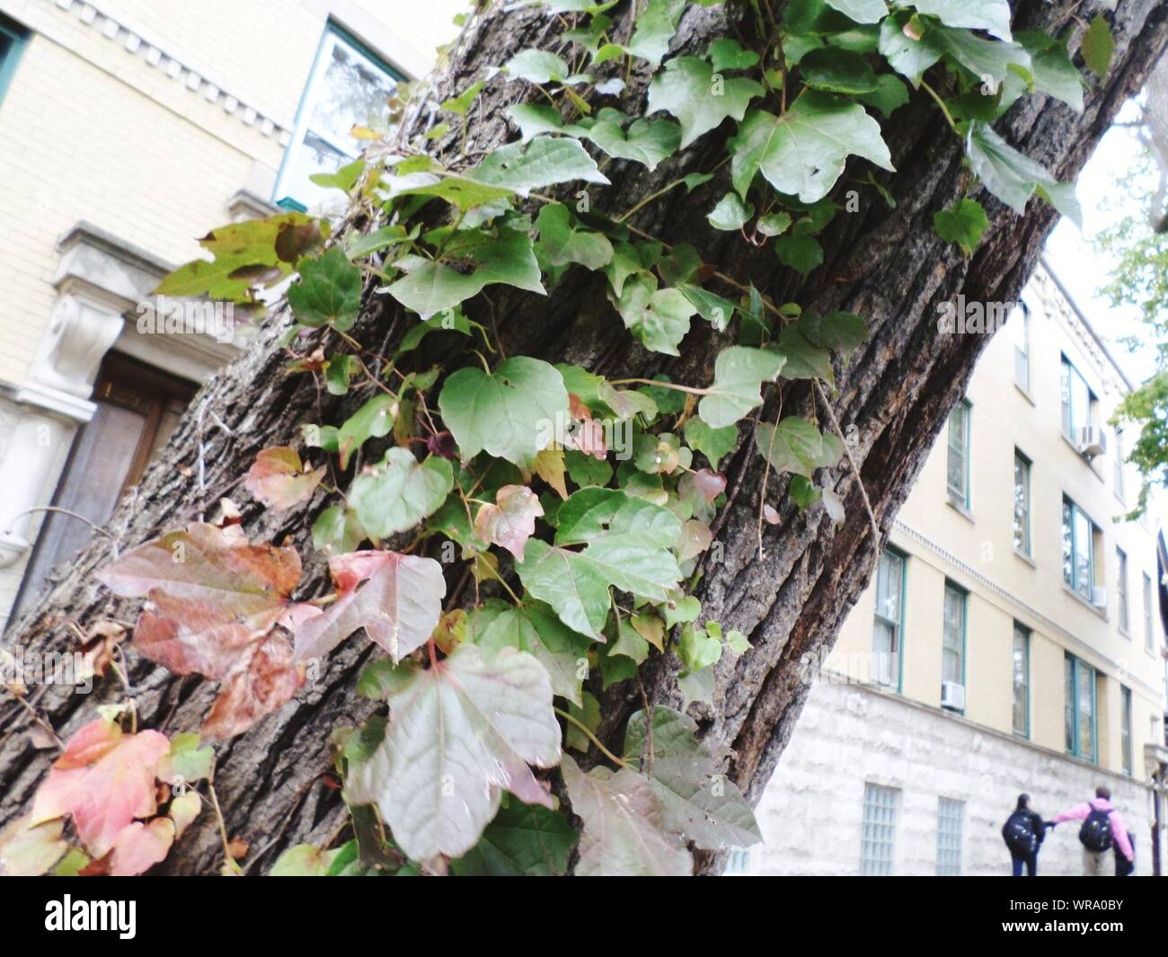 Ivy growing up tree trunk hi-res stock photography and images - Alamy