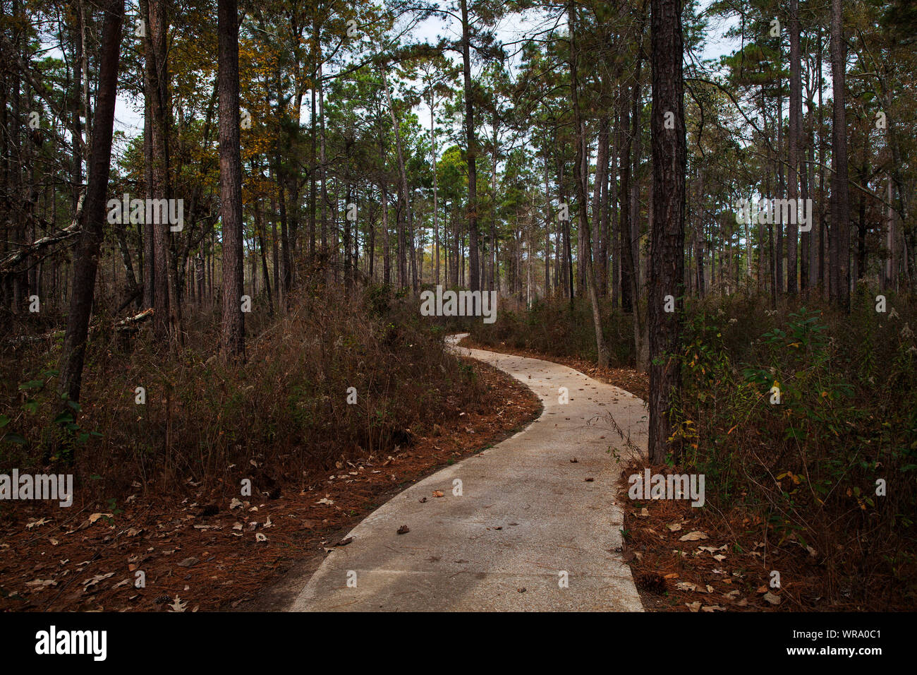 Pitcher Plant Nature Trail through Longleaf pine Pinus palustris, Big ...