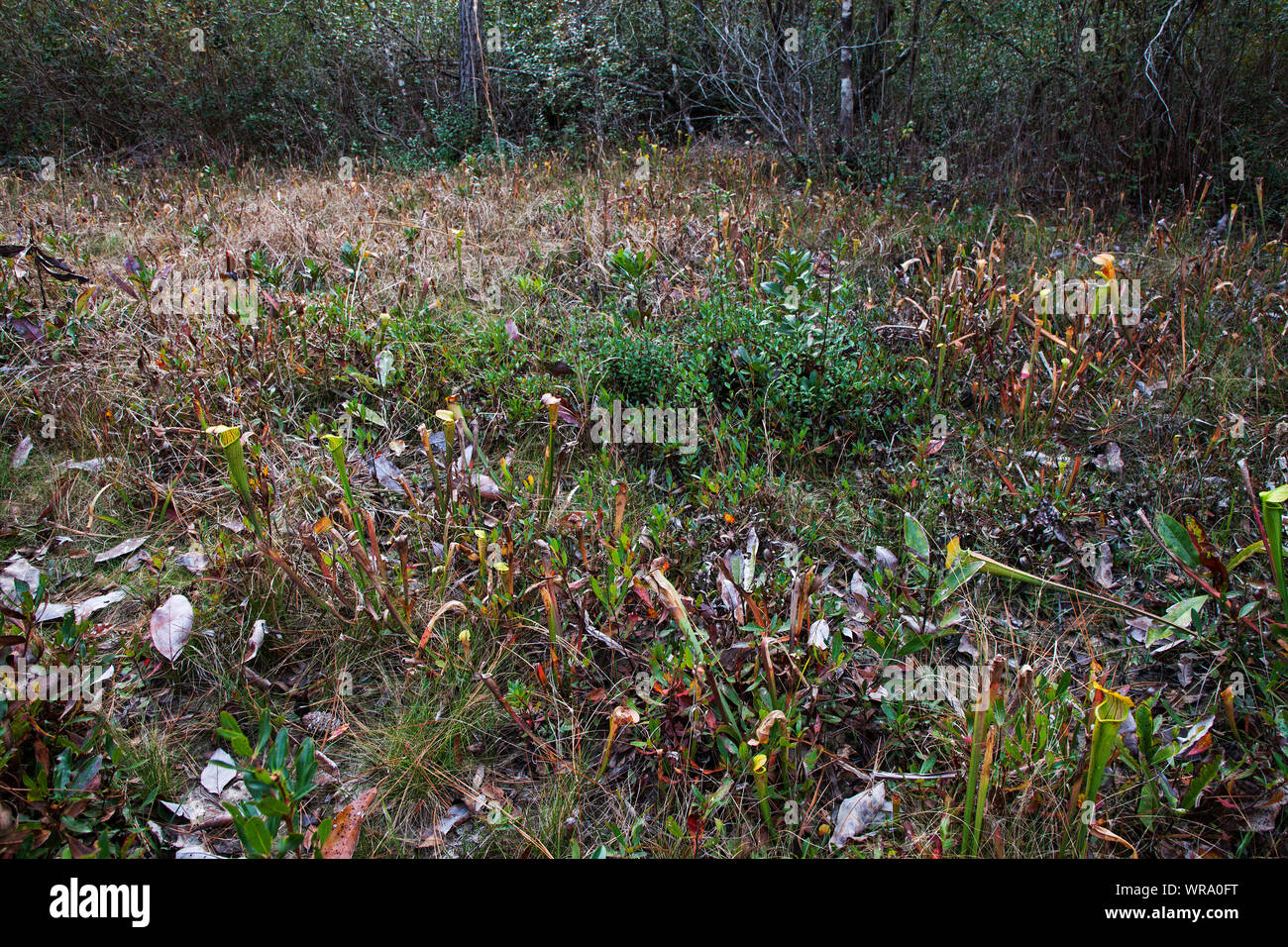 Group of pitcher plants hi-res stock photography and images - Alamy