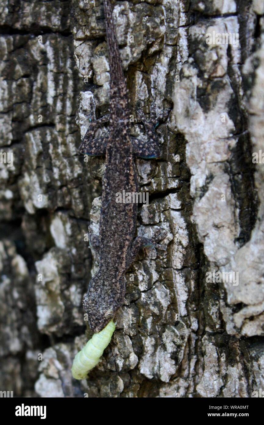 Larva tree hi-res stock photography and images - Alamy