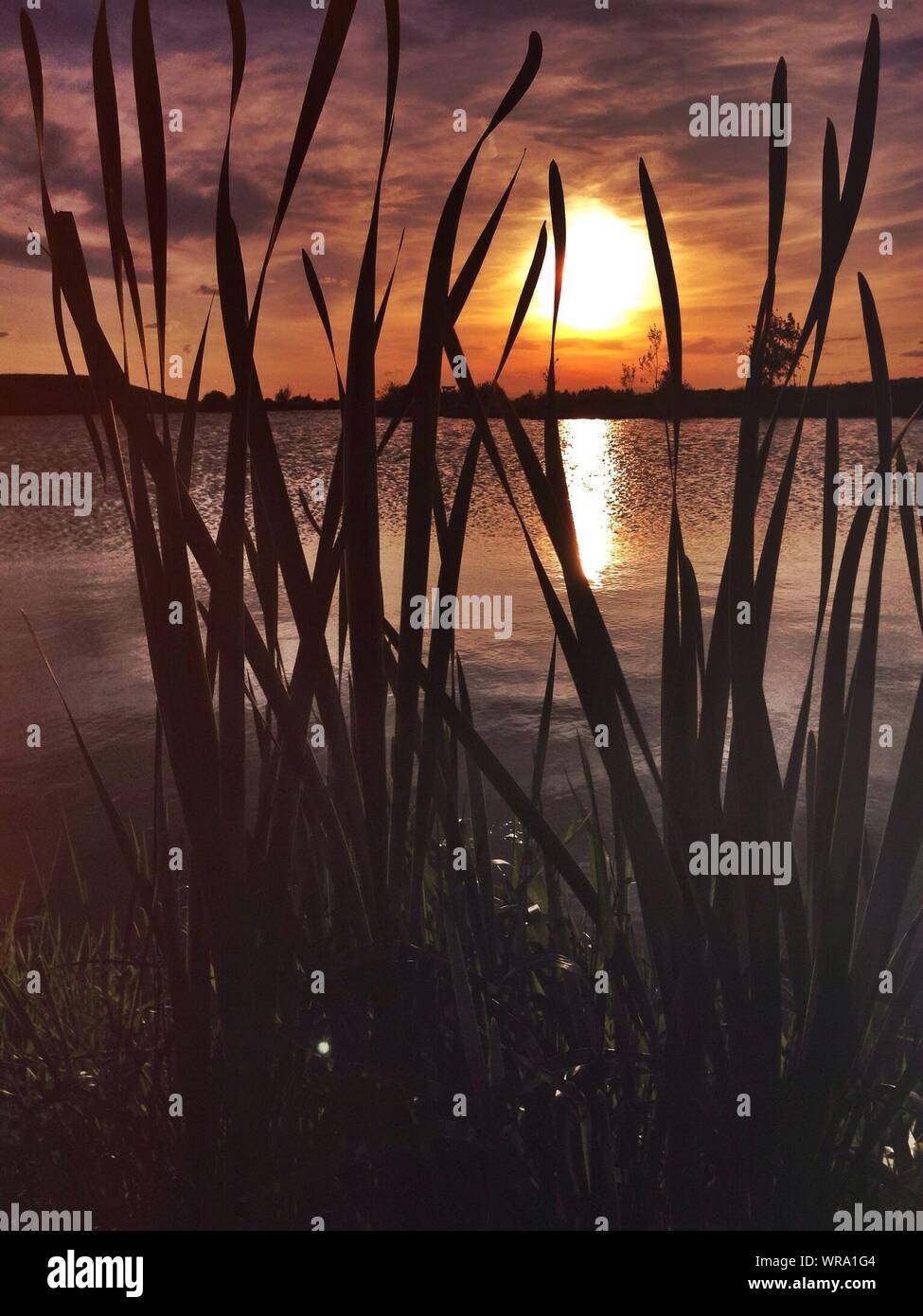 Beach grass silhouette hi-res stock photography and images - Alamy