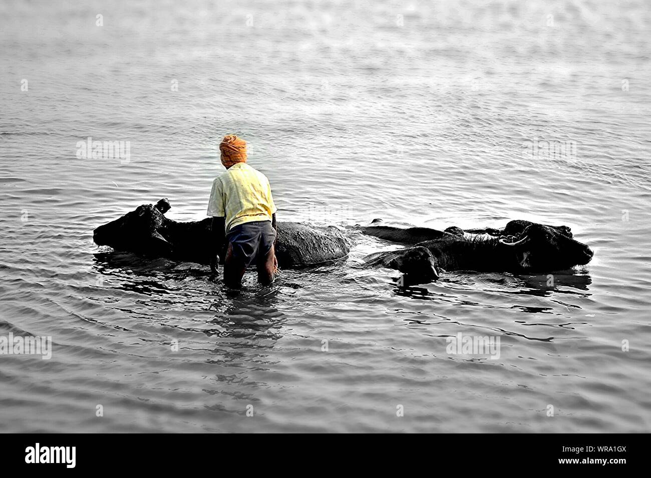 Washing Water Buffalo High Resolution Stock Photography and Images - Alamy