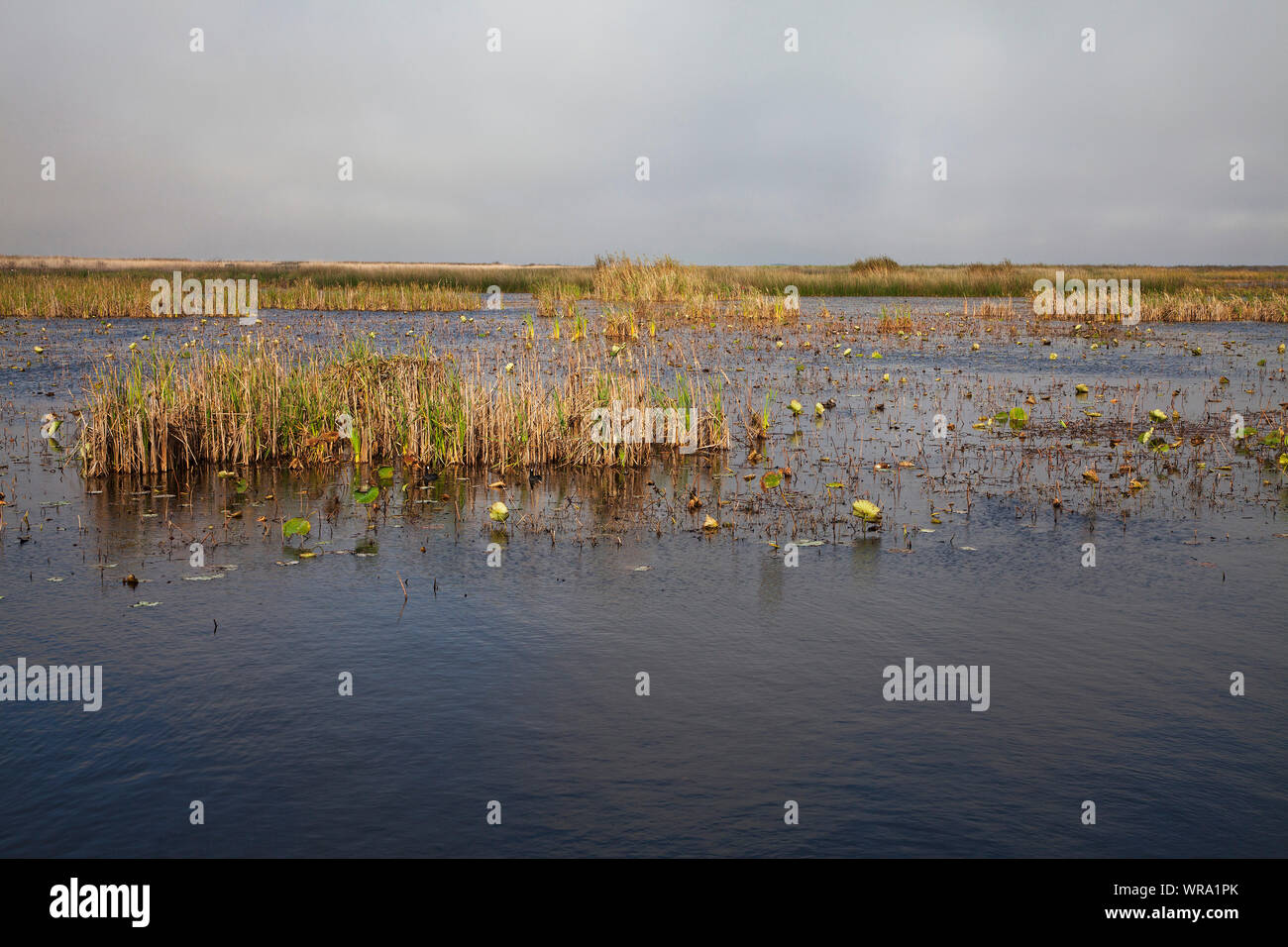 View over Shoveler Pond, Anahuac National Wildlife Refuge, Texas, USA ...
