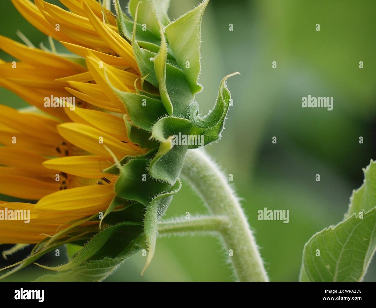 Profile Of Sunflower High Resolution Stock Photography and Images - Alamy