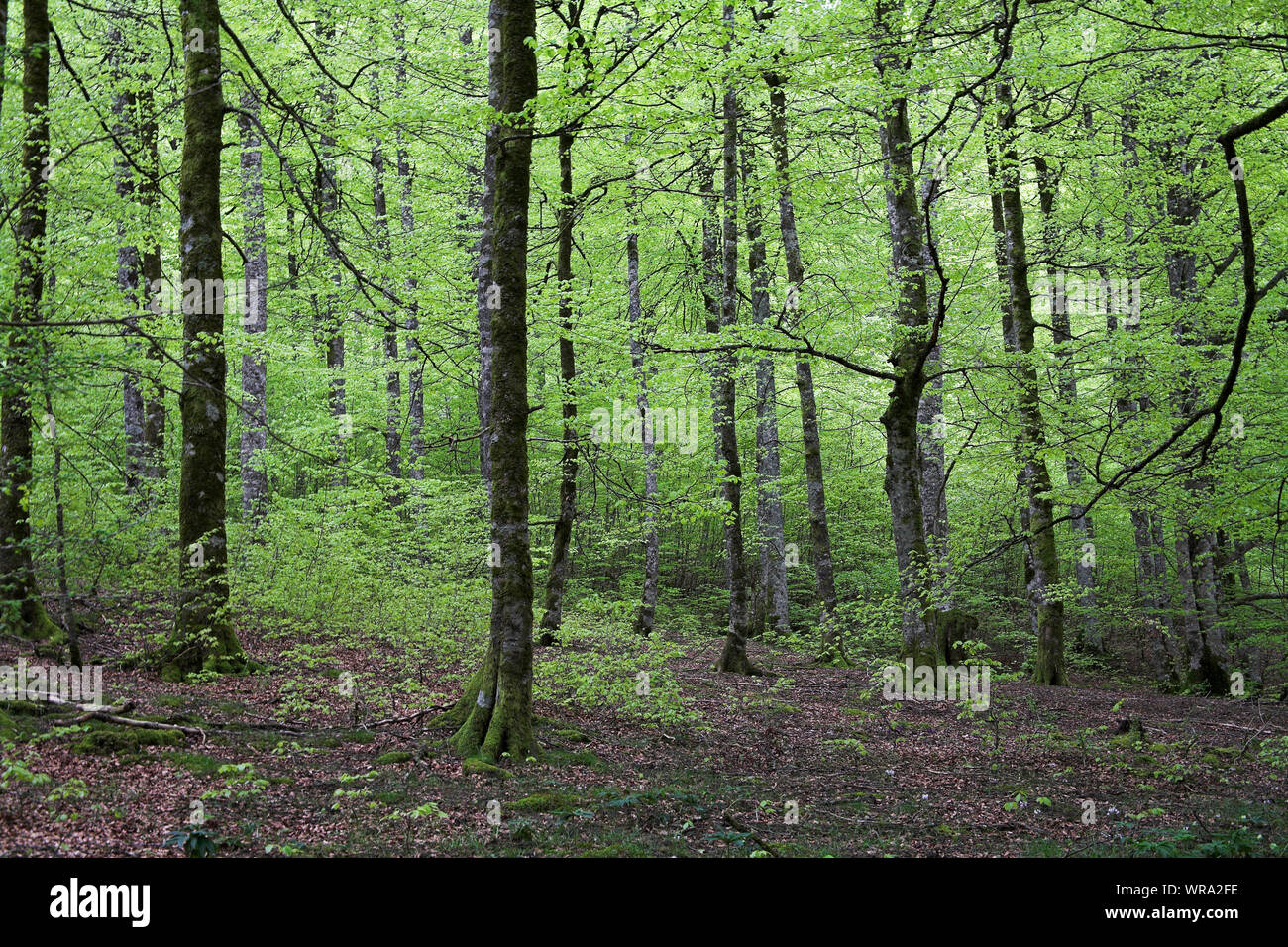 Bosque del irati hi-res stock photography and images - Alamy