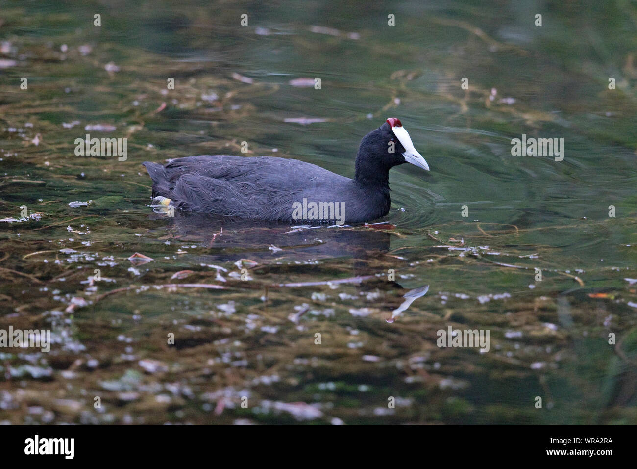 Crested coot hi-res stock photography and images - Alamy