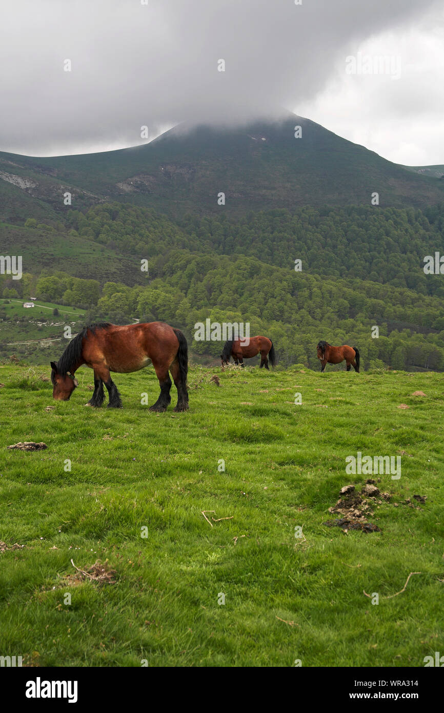 Burguette horse hi-res stock photography and images - Alamy