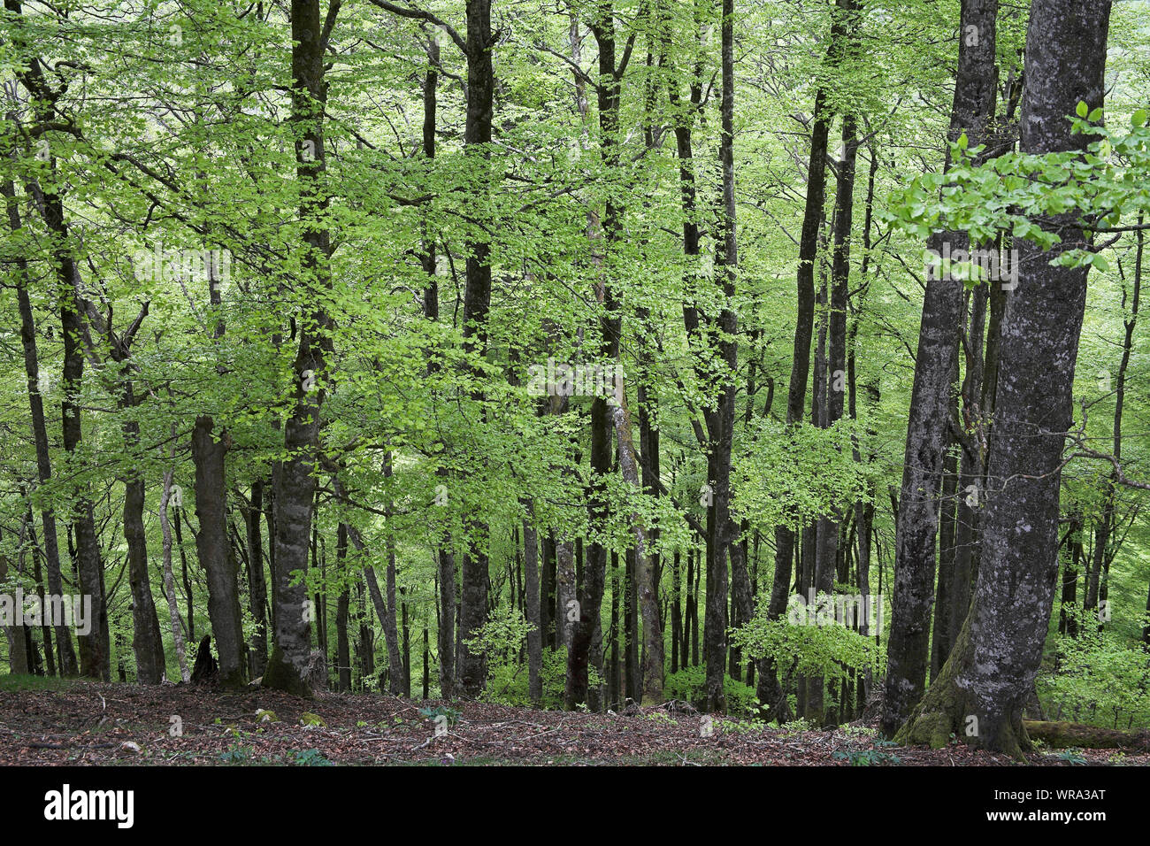 Beech Fagus sylvaticus woodland Bosque del Irati Pyrenees Navarra ...