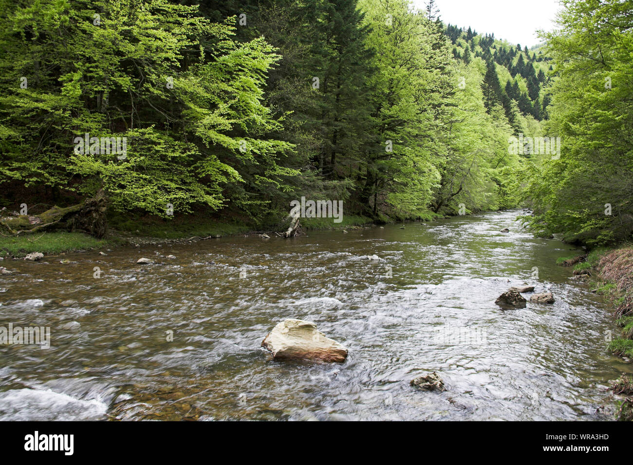 Rio Irati and beech trees in the Abodi forest Navarra Region Spain ...