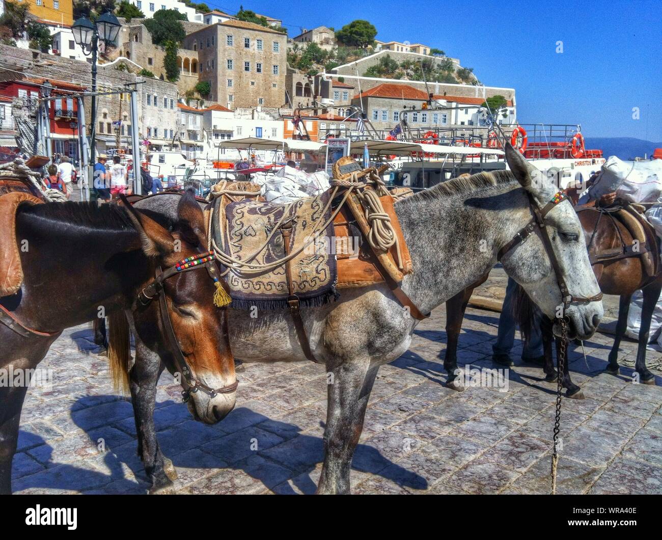 Working mules hi-res stock photography and images - Alamy
