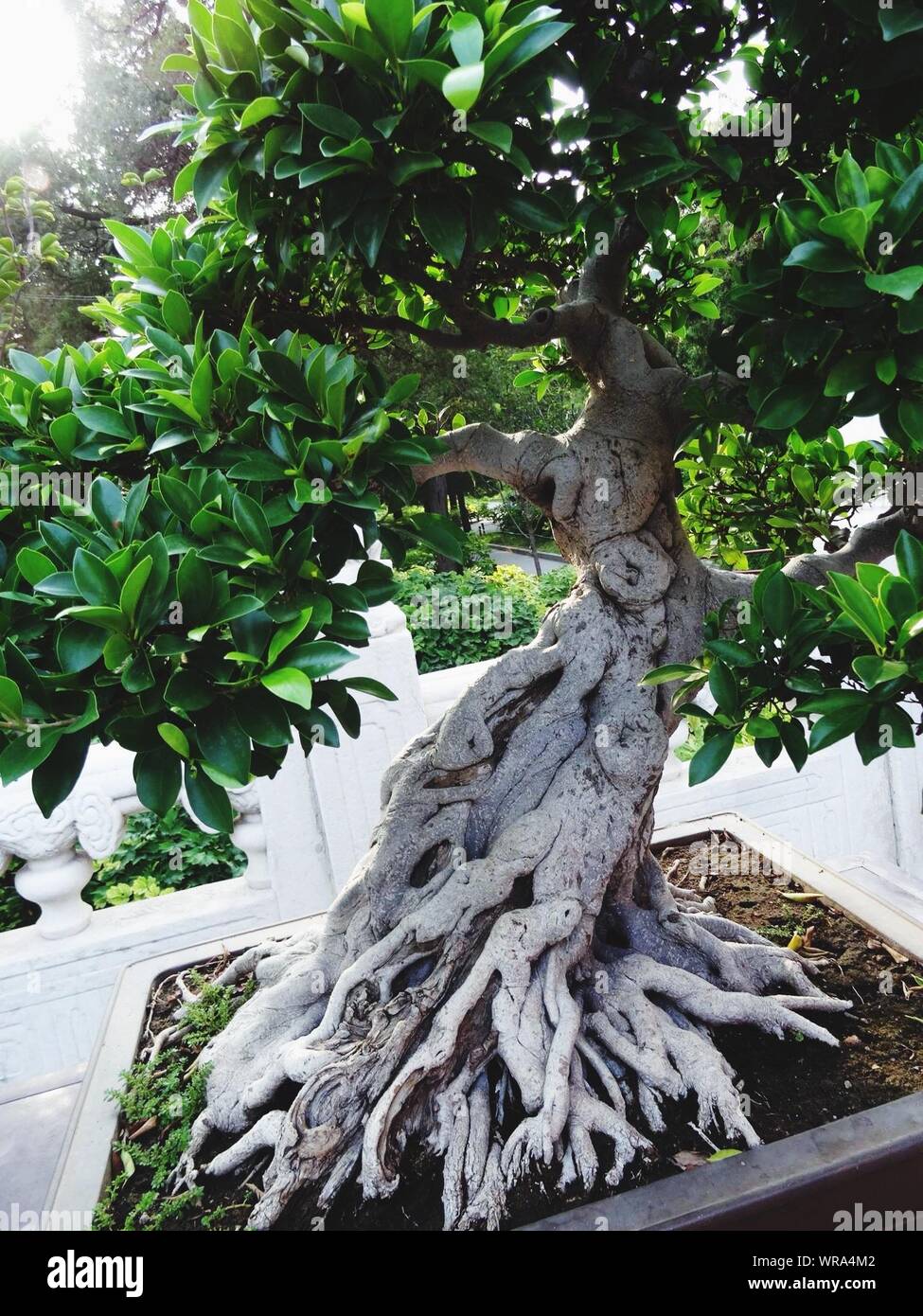 Tree Growing In Garden Stock Photo - Alamy