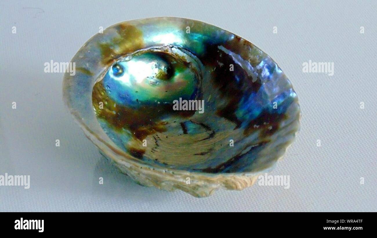 Abalone pattern hi-res stock photography and images - Alamy