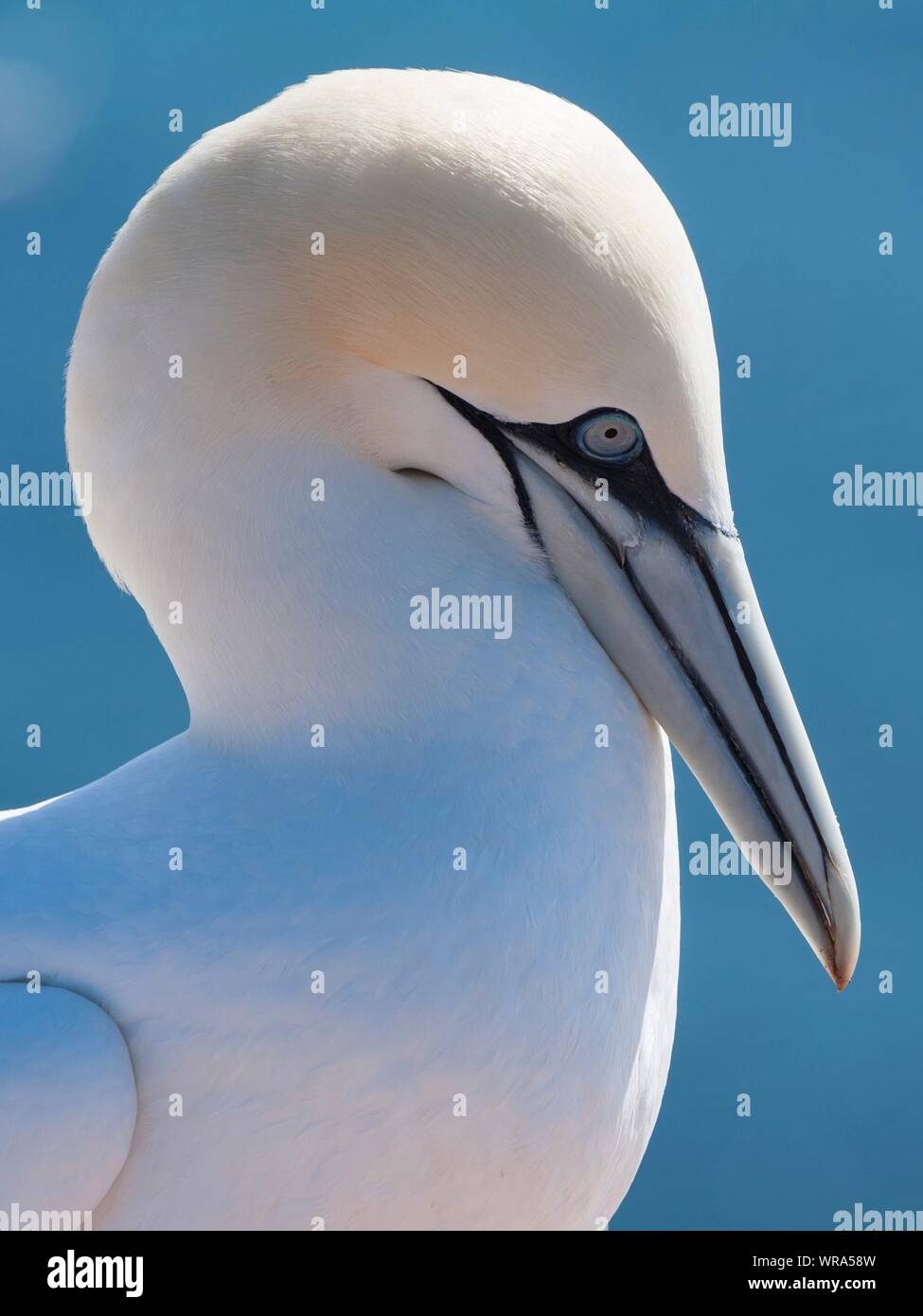 Close up of gannet hi-res stock photography and images - Alamy