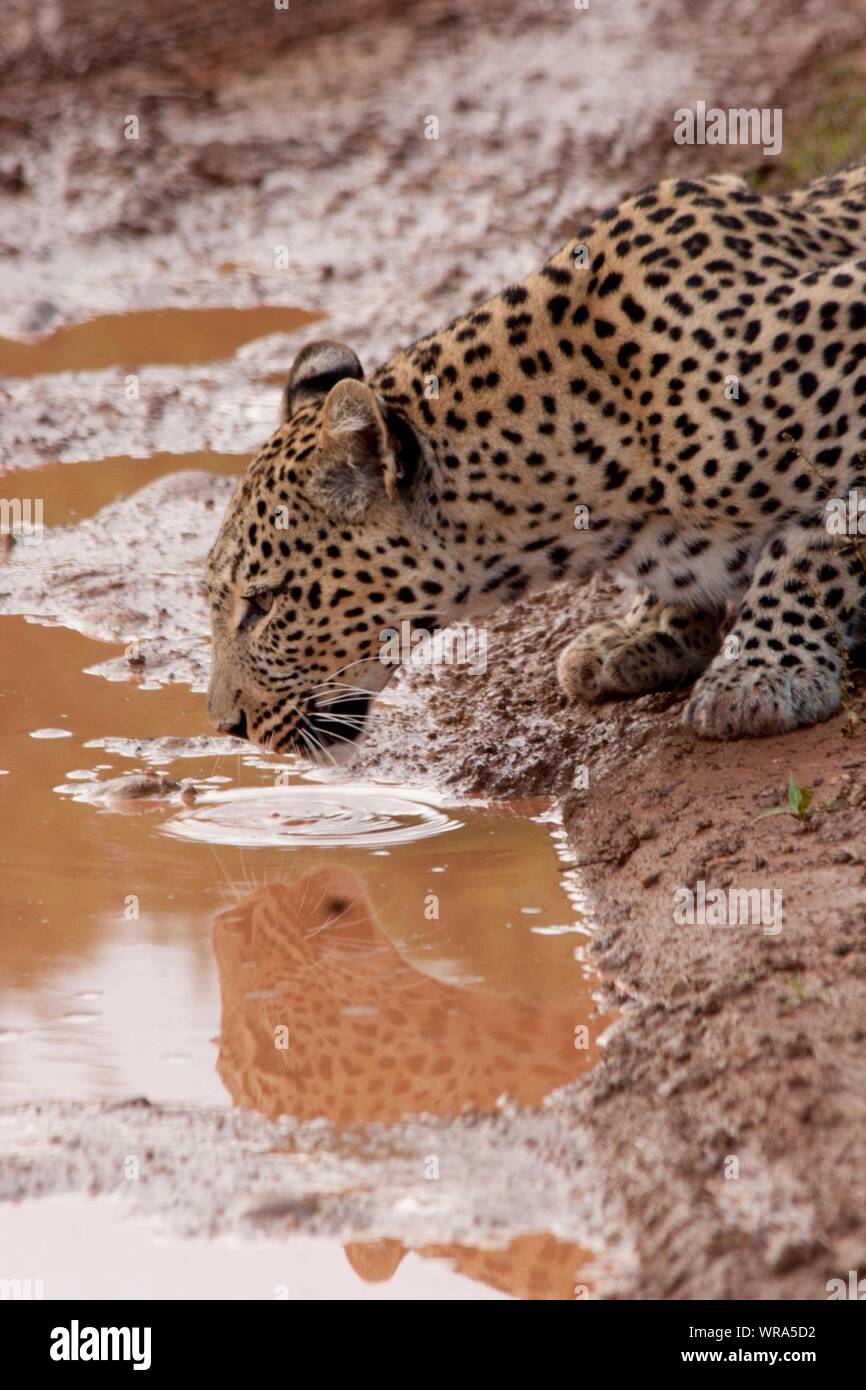 Leopard Is Drinking Water High Resolution Stock Photography and Images ...