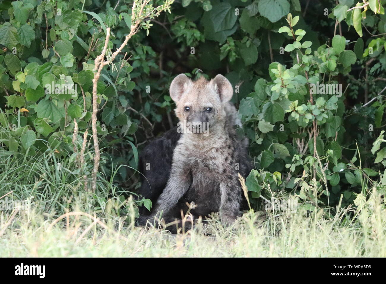 Spotted hyena cubs (crocuta crocuta) in bushes, Masai Mara National ...