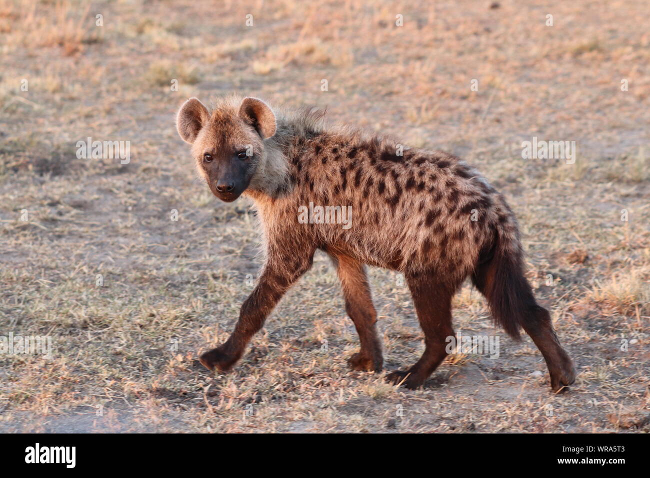 Spotted hyena in the savannah, Masai Mara National Park, Kenya Stock ...