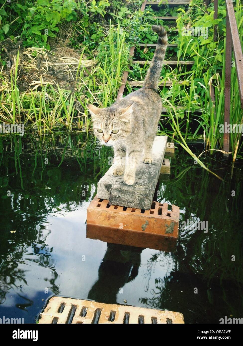Walking The Plank High Resolution Stock Photography and Images - Alamy