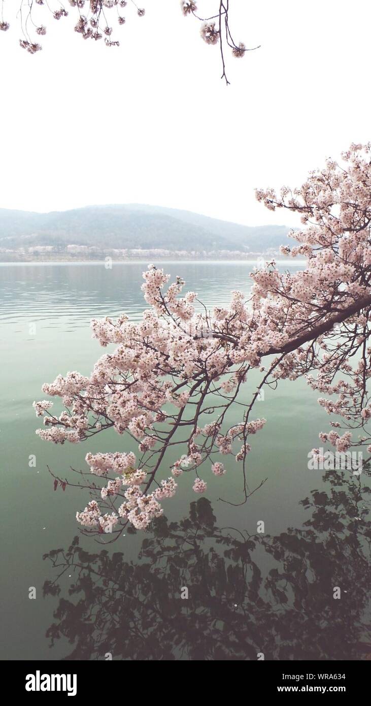 Cherry blossom over water hi-res stock photography and images - Alamy