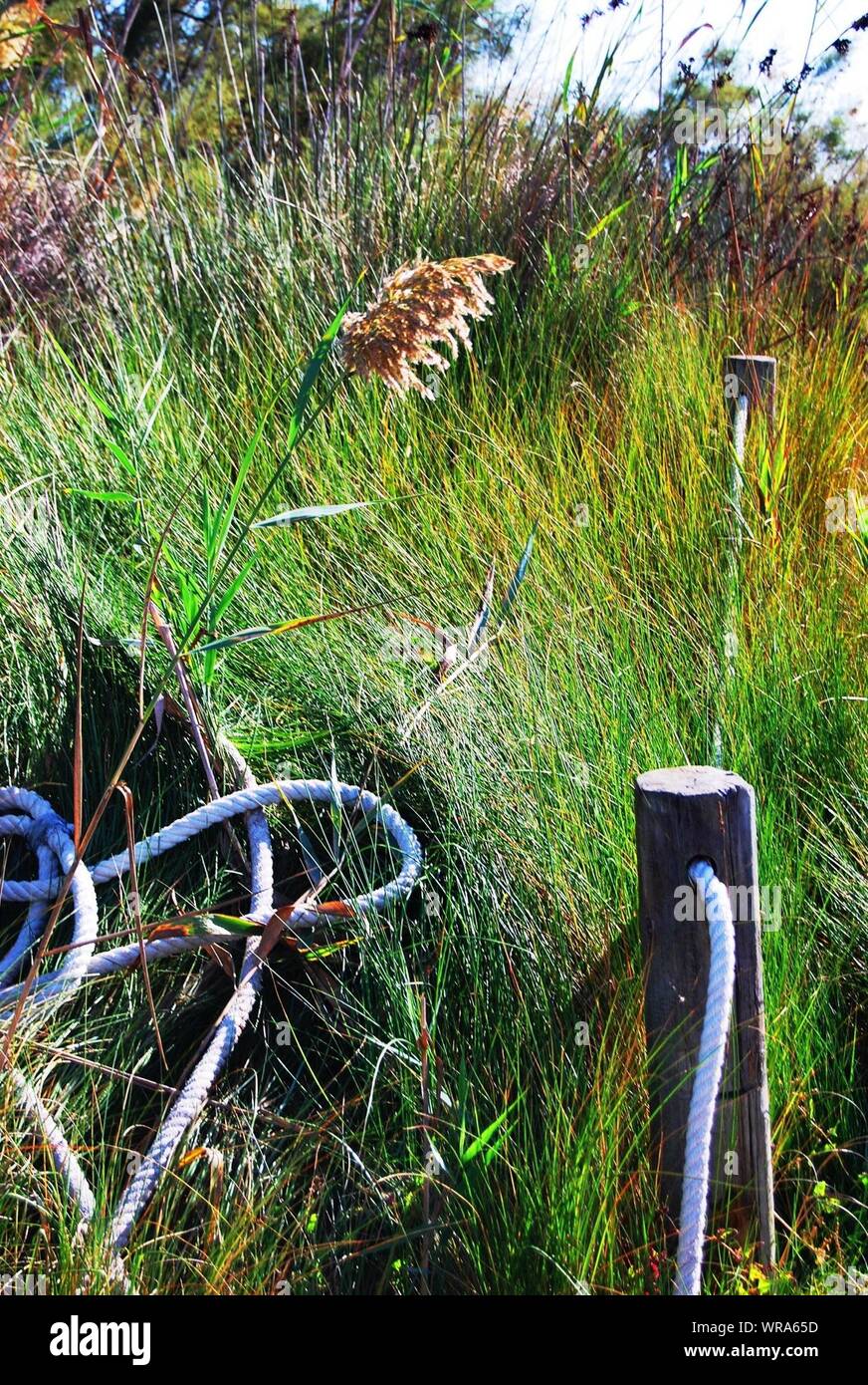 Rope Grass High Resolution Stock Photography and Images - Alamy