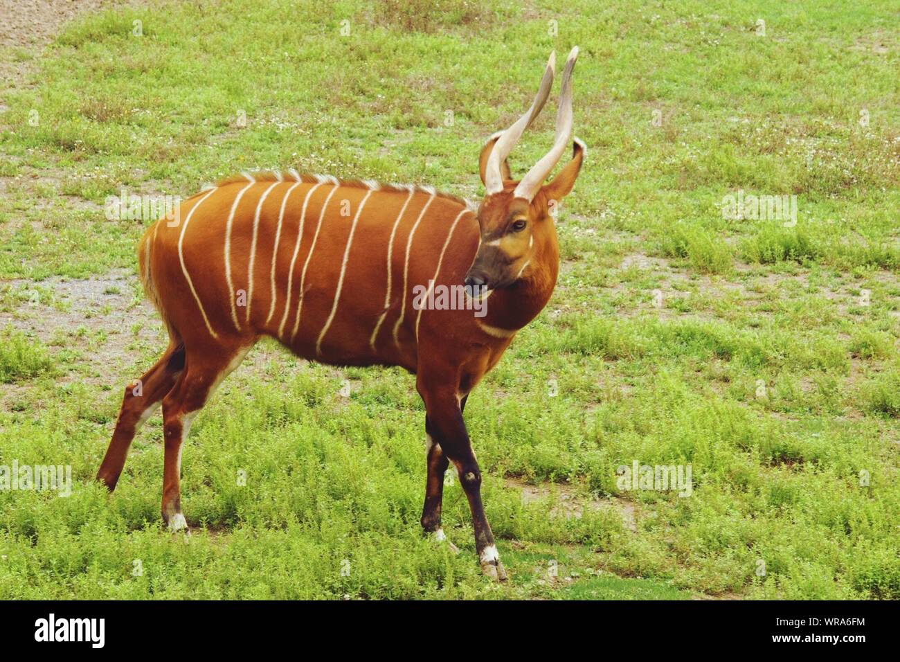 Bongo people hi-res stock photography and images - Alamy