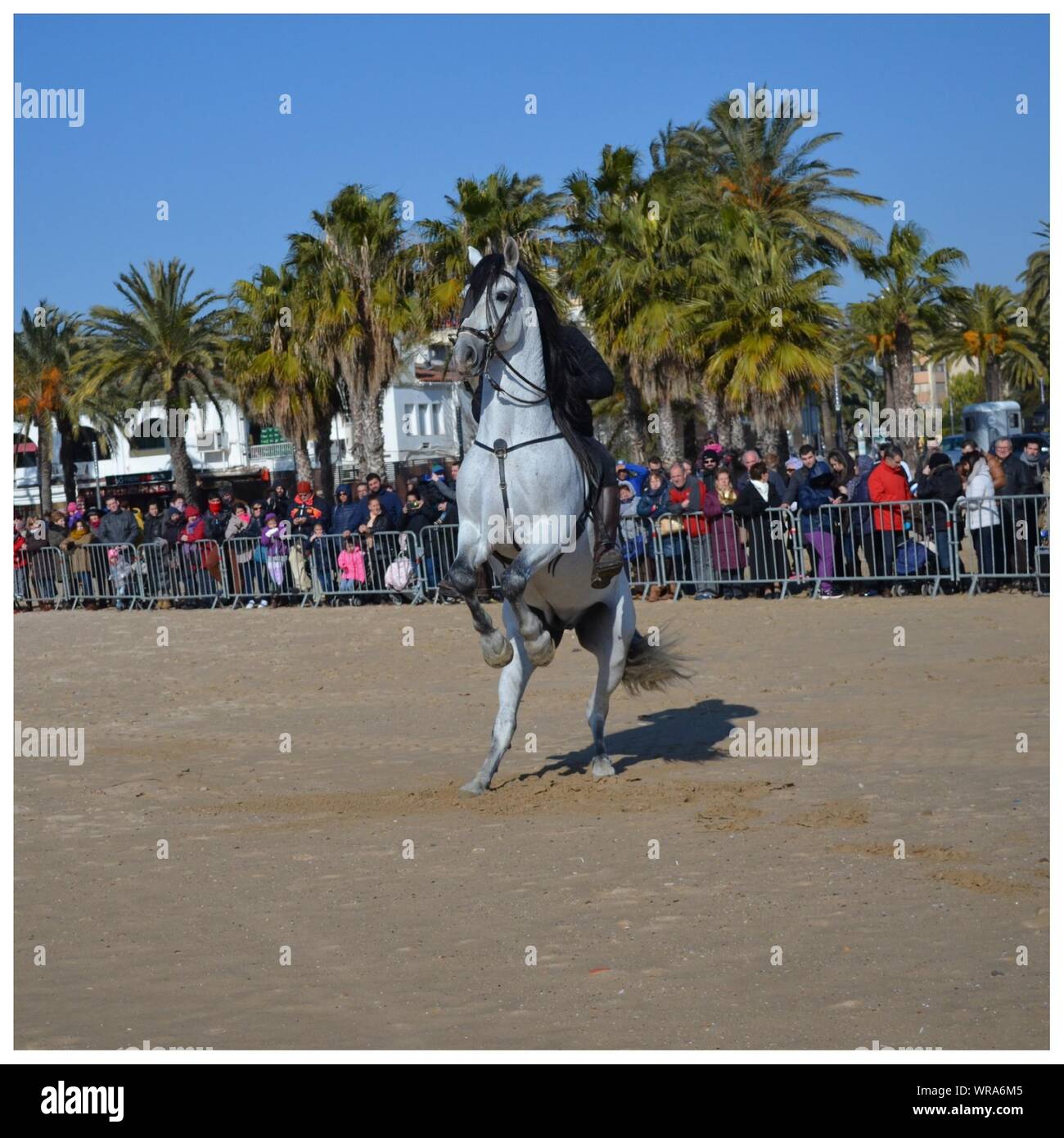 Horse rearing up hi-res stock photography and images - Alamy