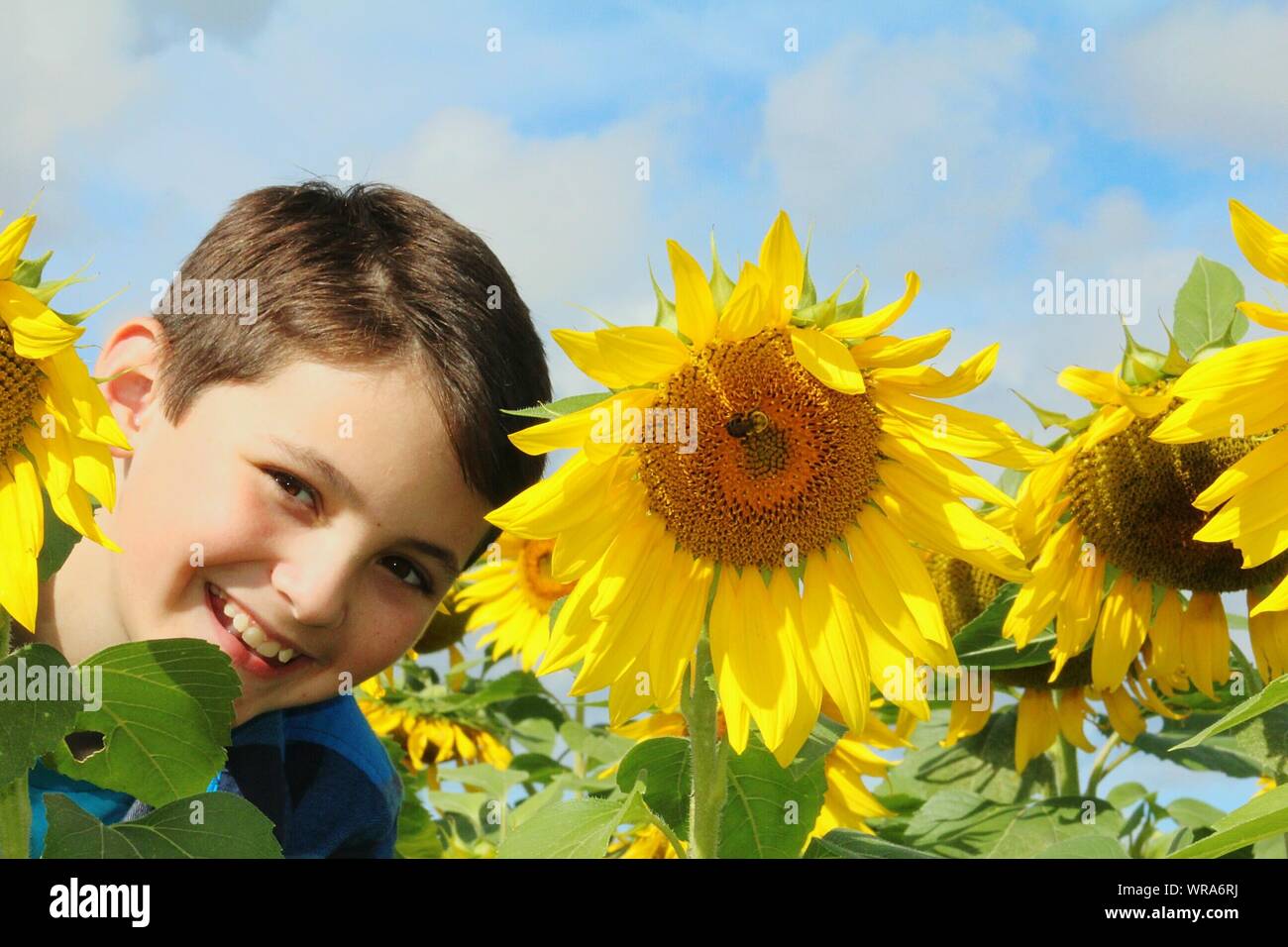 Boy sunflower hi-res stock photography and images - Alamy
