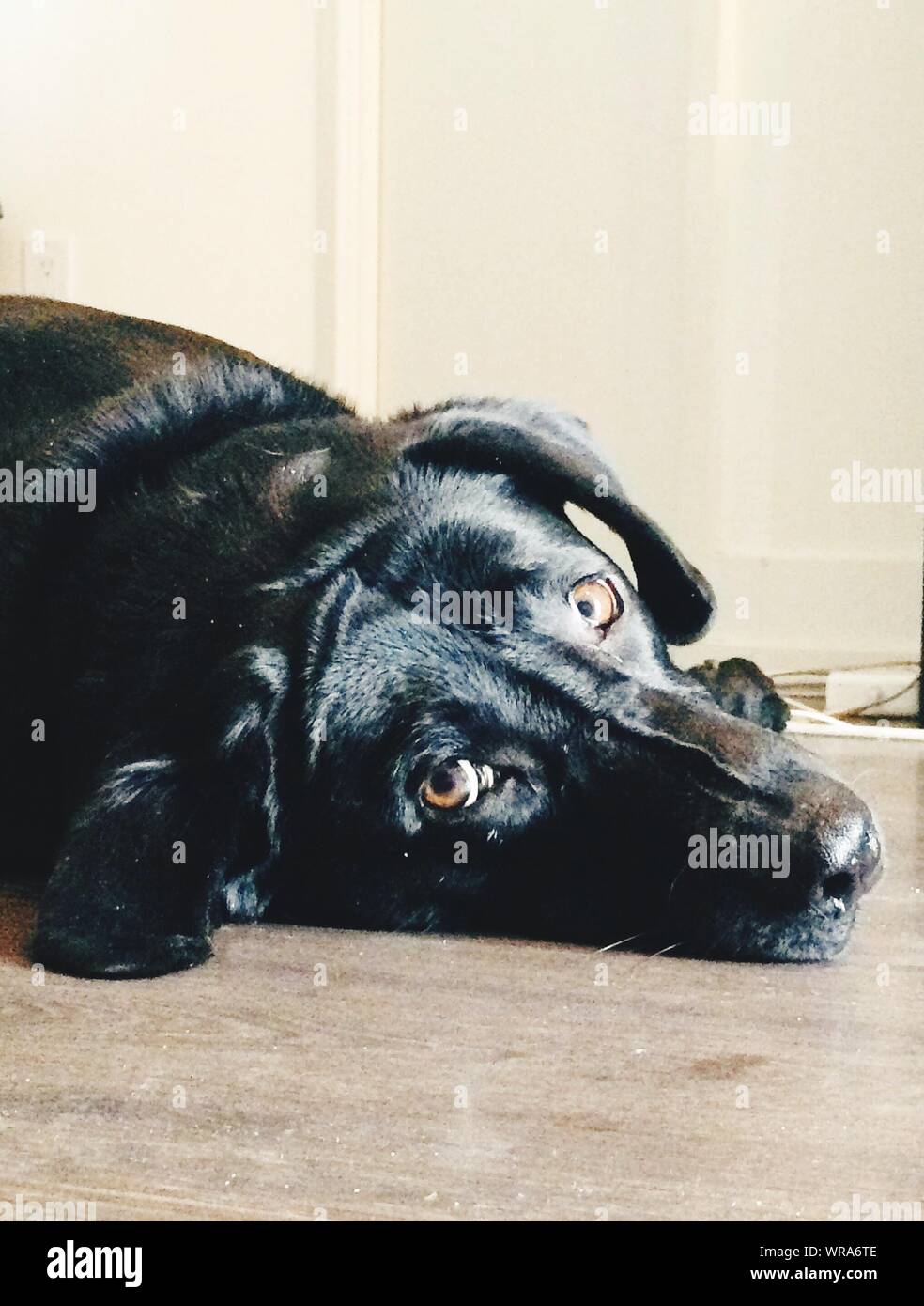 Lazy black dog hi-res stock photography and images - Alamy