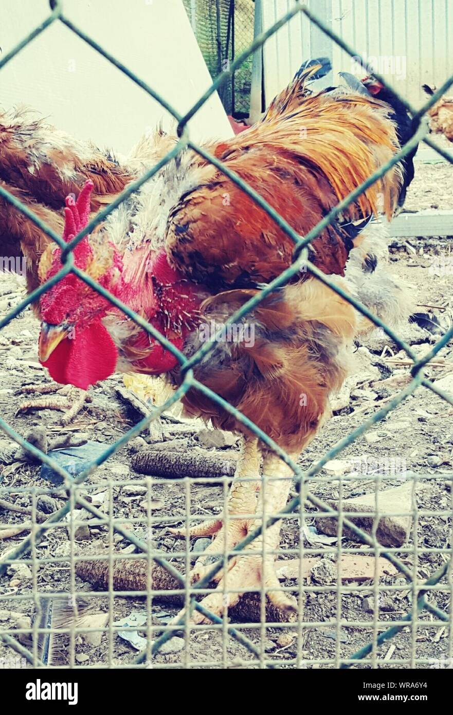 Rooster cage hi-res stock photography and images - Alamy