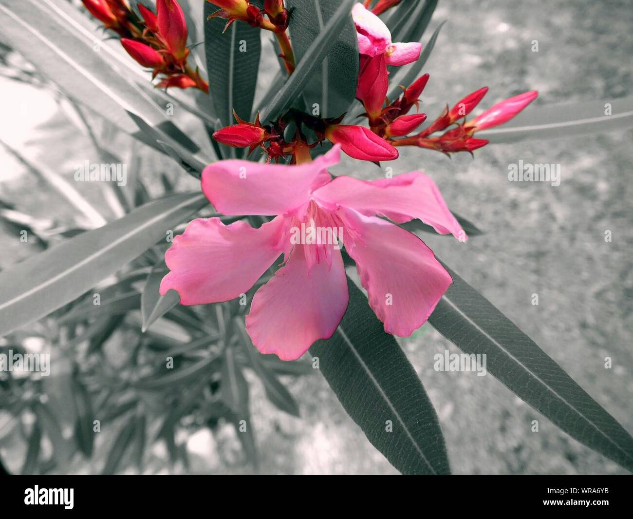 Oleander isolated hi-res stock photography and images - Alamy