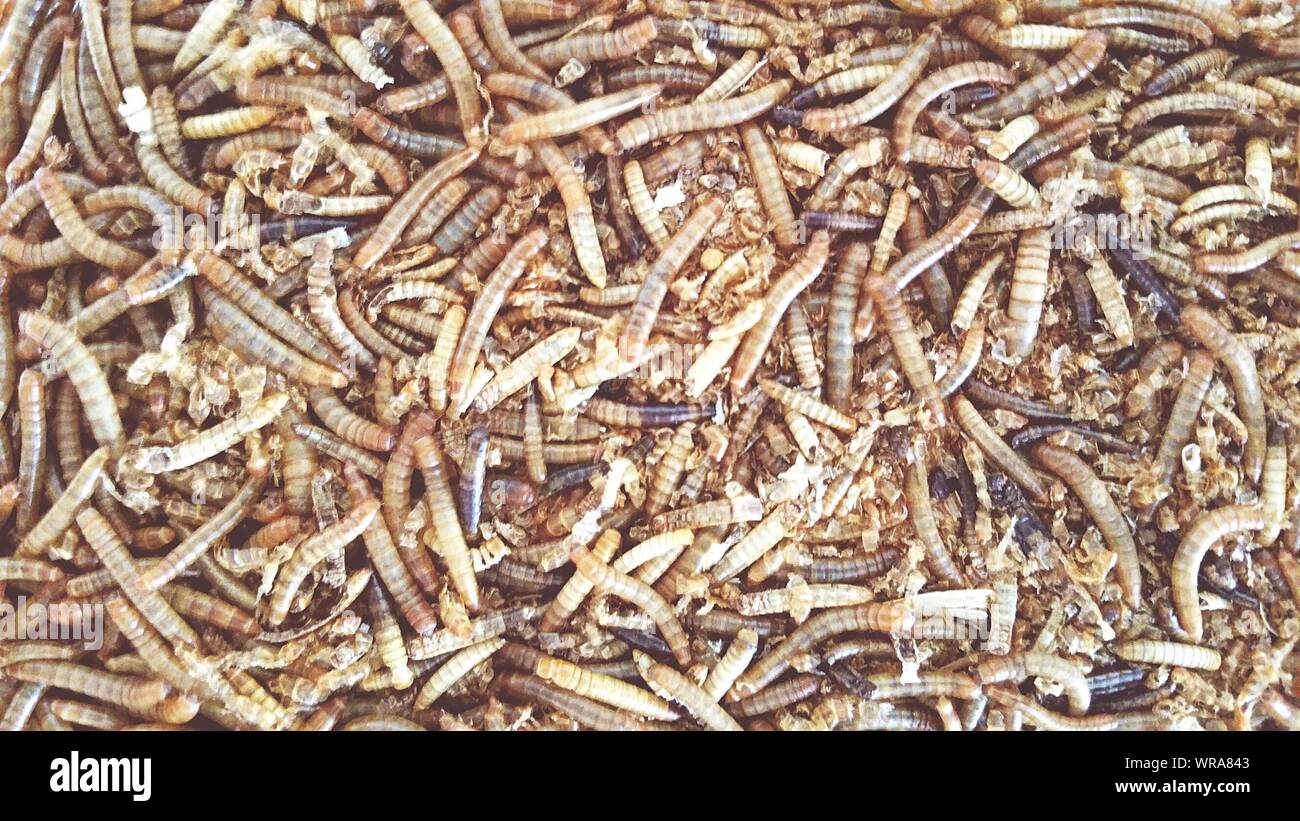 Invertebrate worms hi-res stock photography and images - Alamy