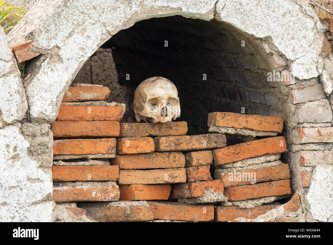 Skull in abandoned cemetery, placed on the bricks that covered the old ...