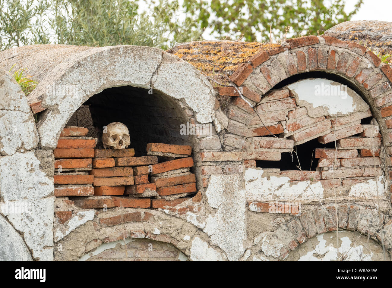 Skull in abandoned cemetery, placed on the bricks that covered the old ...