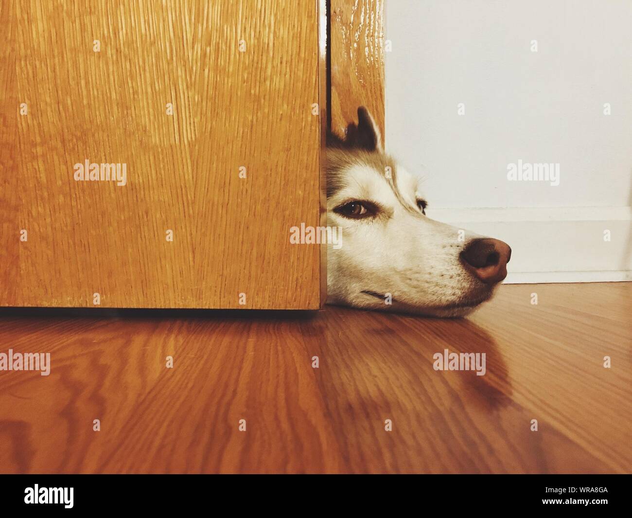 Dog close door hi-res stock photography and images - Alamy