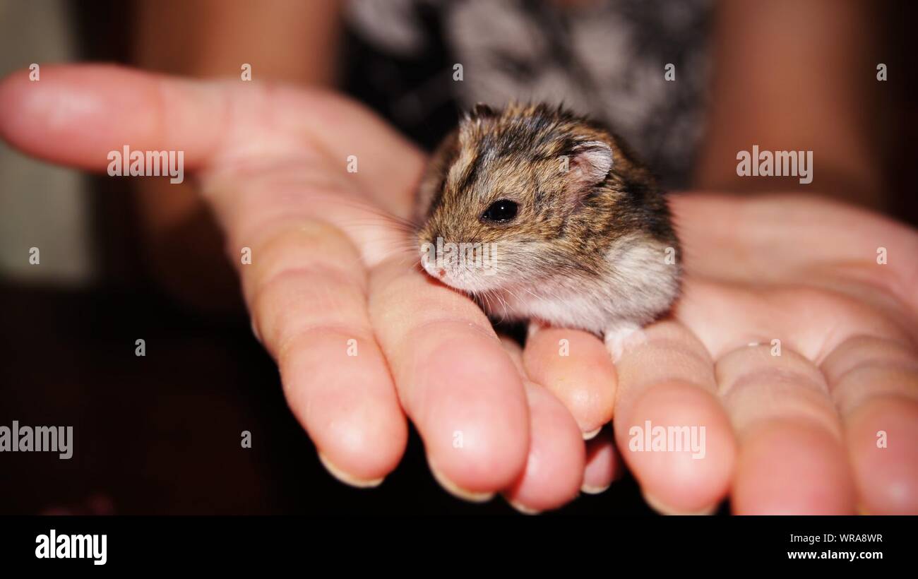 Hand holding hamster hi-res stock photography and images - Alamy