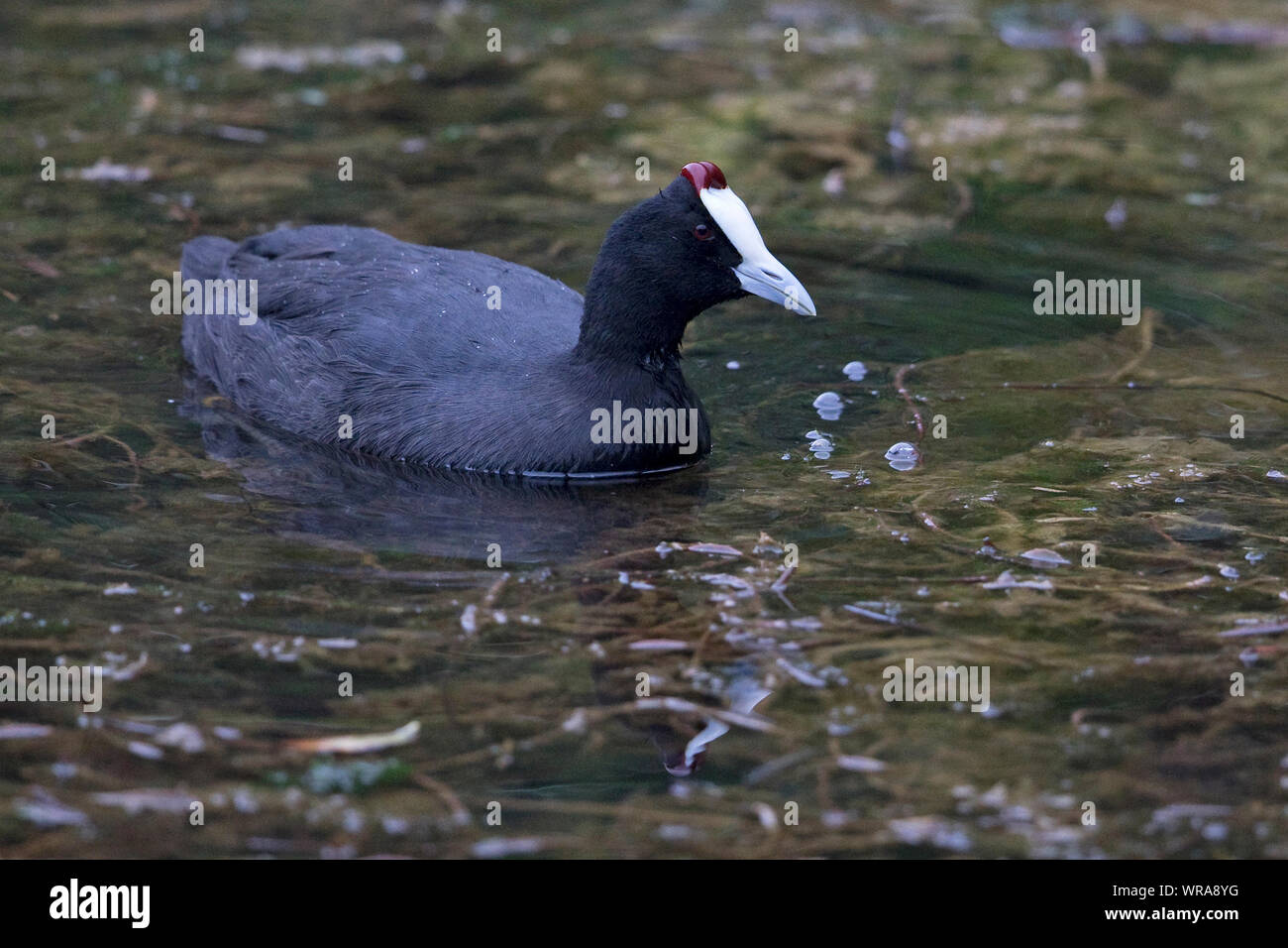 Red-knobbed Coot (Fulica cristata Stock Photo - Alamy