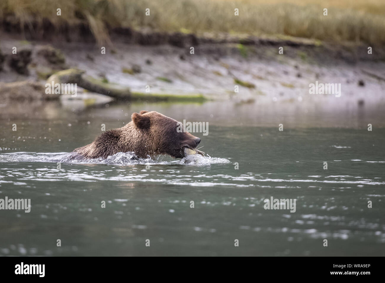 grizzly bear to swim and catch fish in the river Stock Photo - Alamy