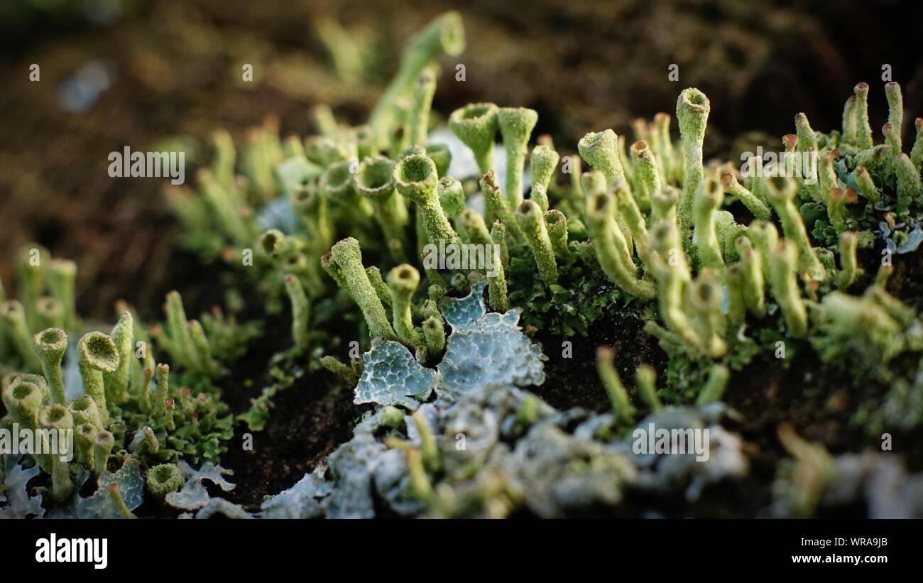 Moss fungus hi-res stock photography and images - Alamy