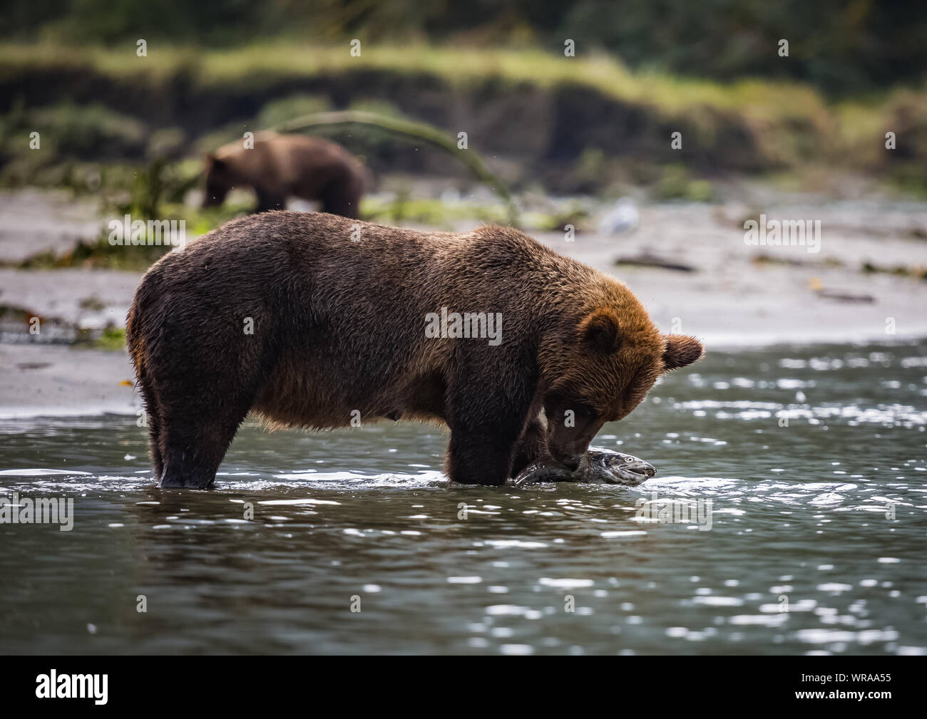 grizzly bear catching fish in the river, wildlife in nature Stock Photo ...