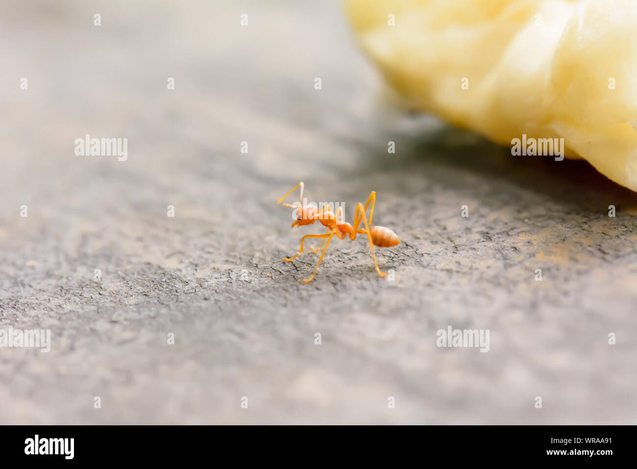 Single red ant alone on the floor Stock Photo - Alamy
