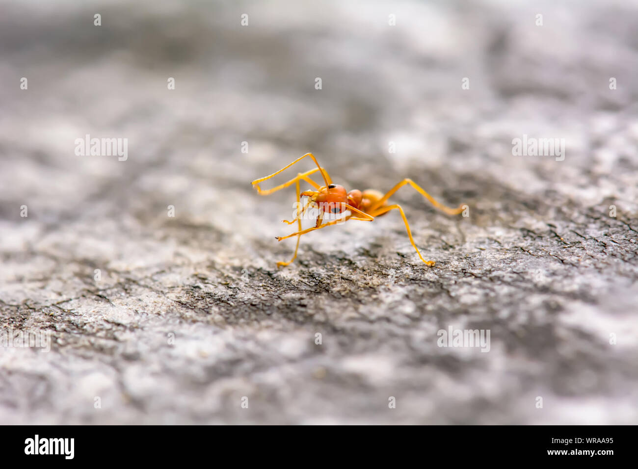 Single red ant alone on the floor Stock Photo - Alamy