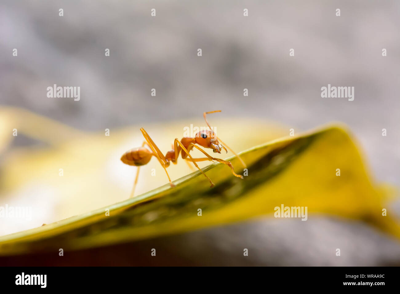 Single red ant alone on the leaves Stock Photo - Alamy