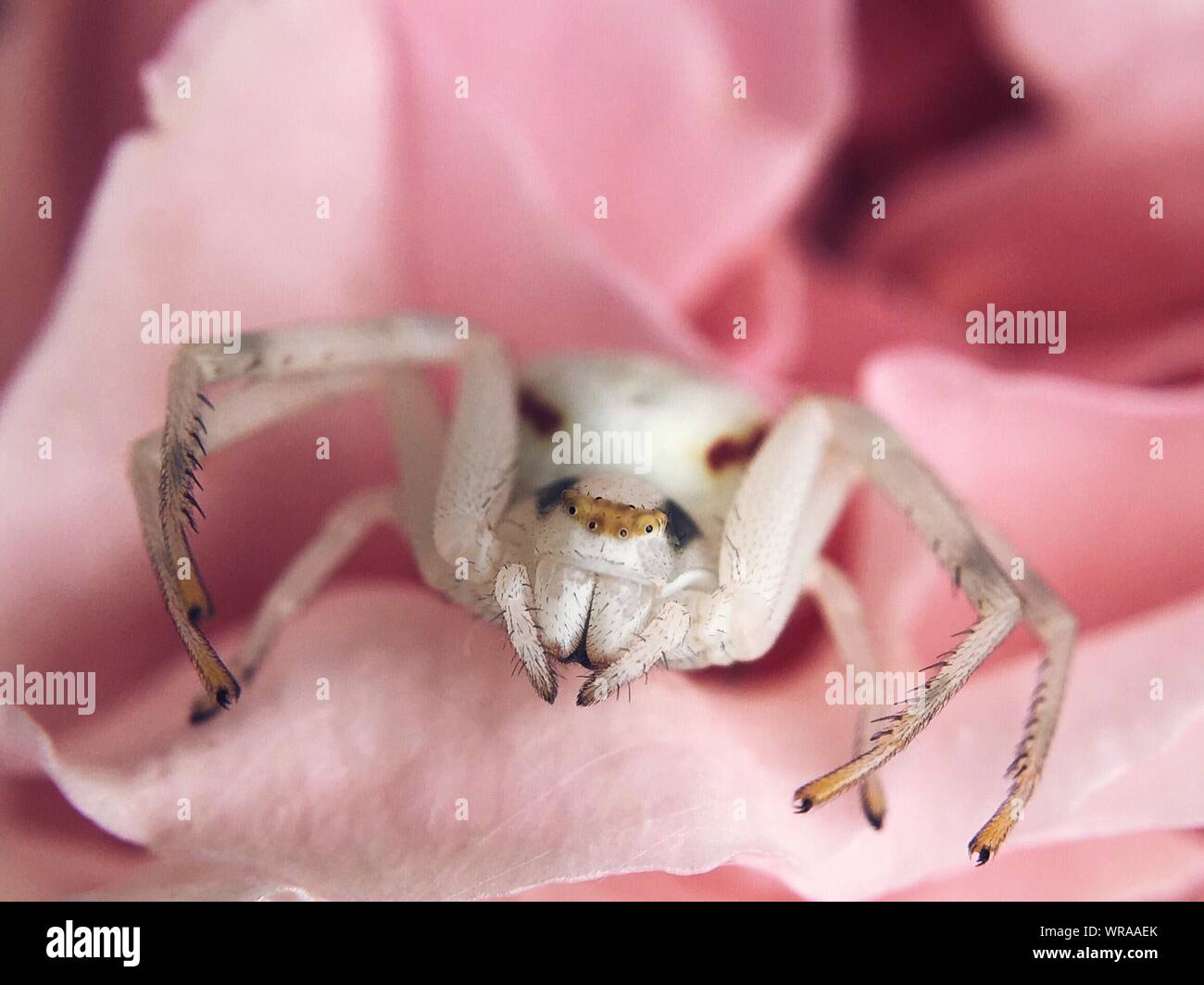 White spider pink flower hi-res stock photography and images - Alamy