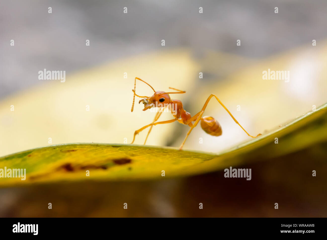 Single red ant alone hi-res stock photography and images - Alamy