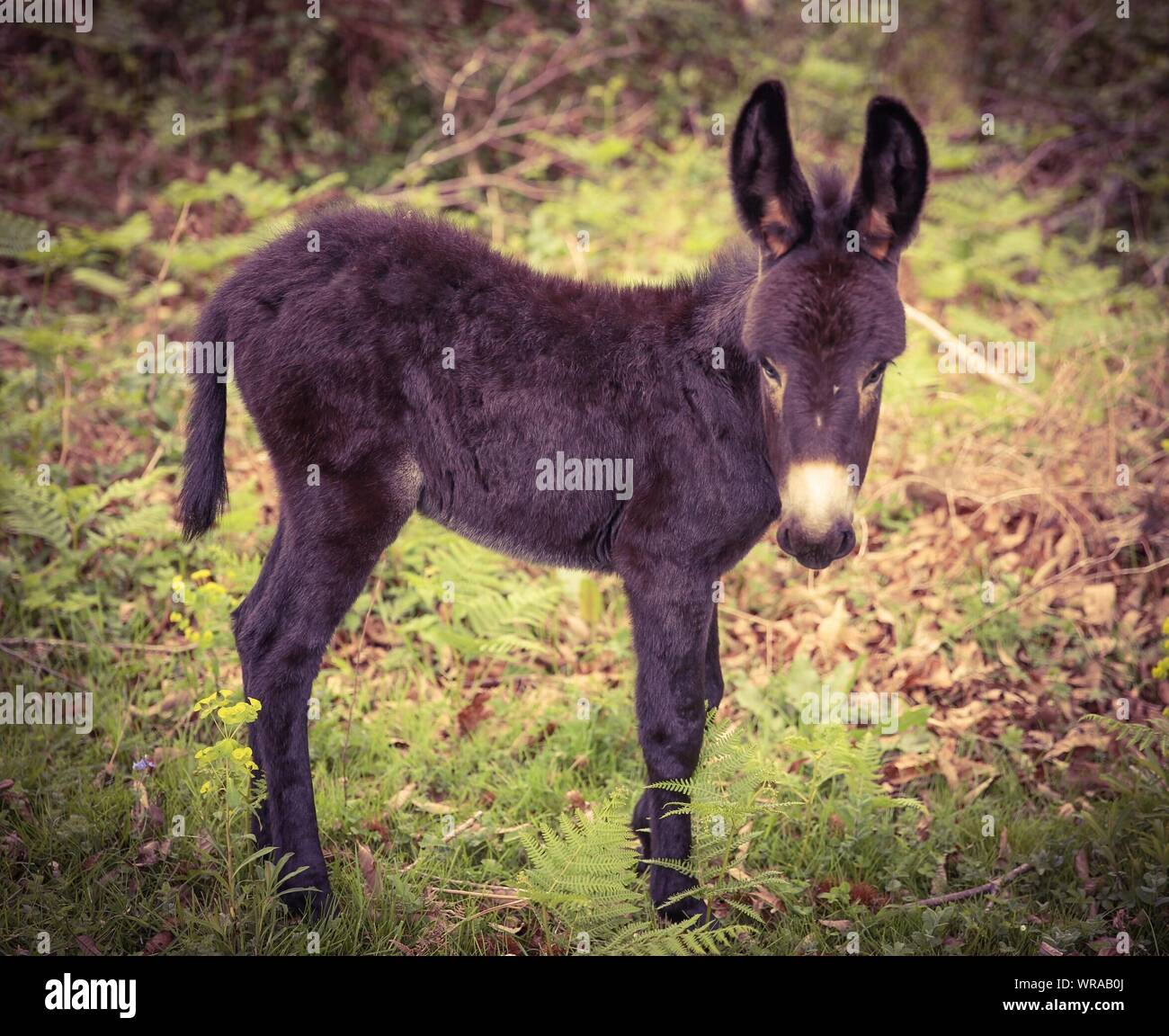 Donkey young hi-res stock photography and images - Alamy