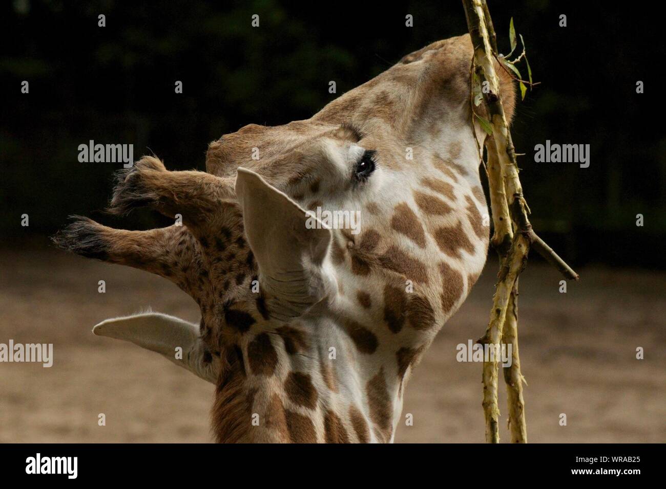 Giraffe Eating Plant High Resolution Stock Photography and Images - Alamy